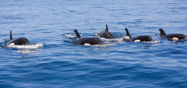 Orca-Angriffe: Beängstigende Begegnungen und was dahinter stecken ...
