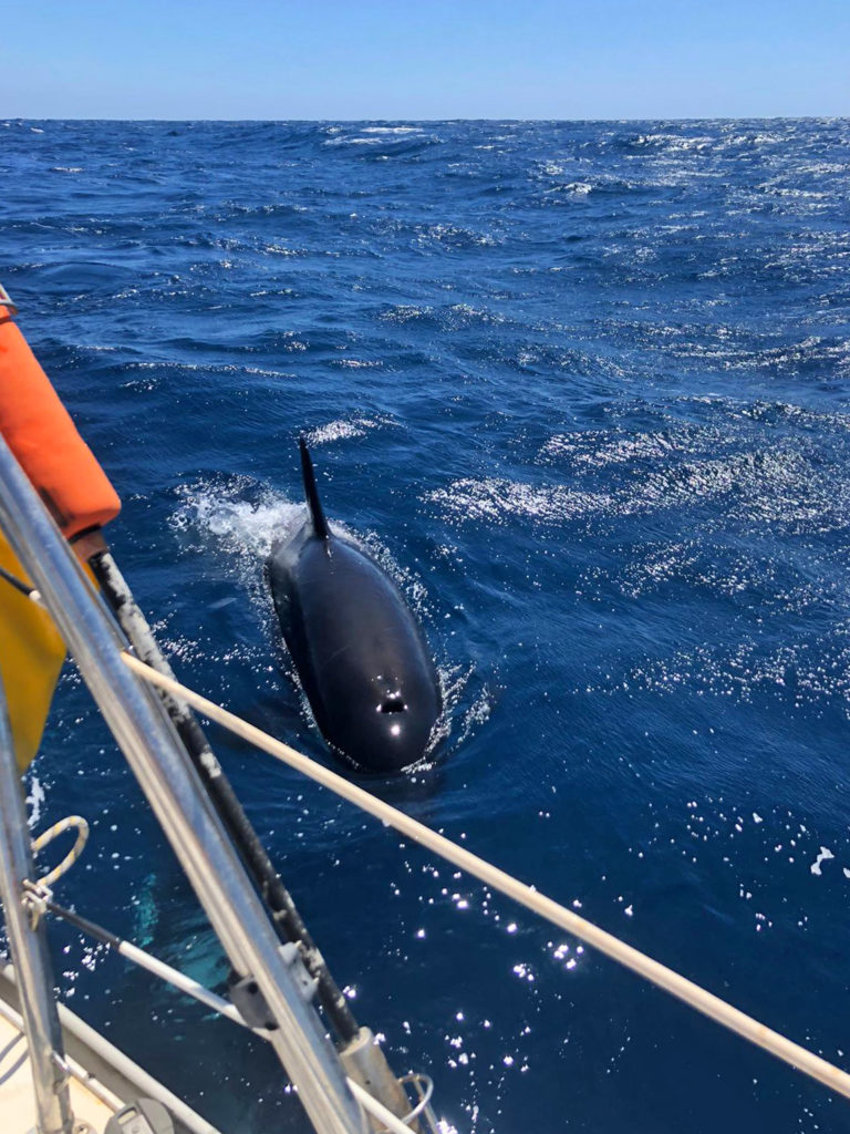 Orca-Angriffe: Beängstigende Begegnungen und was dahinter stecken ...