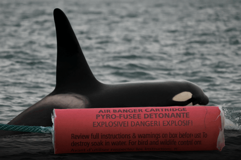 „Seal Bombs“ zur Orca Abwehr: Ist der Einsatz legal? – SegelReporter